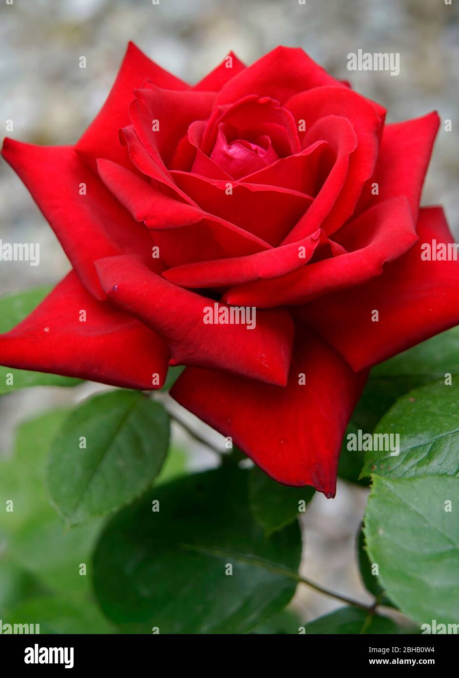 Blood rose flower hi-res stock photography and images - Alamy
