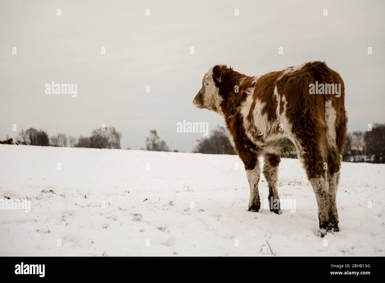 Calf in winter, snow Stock Photo - Alamy