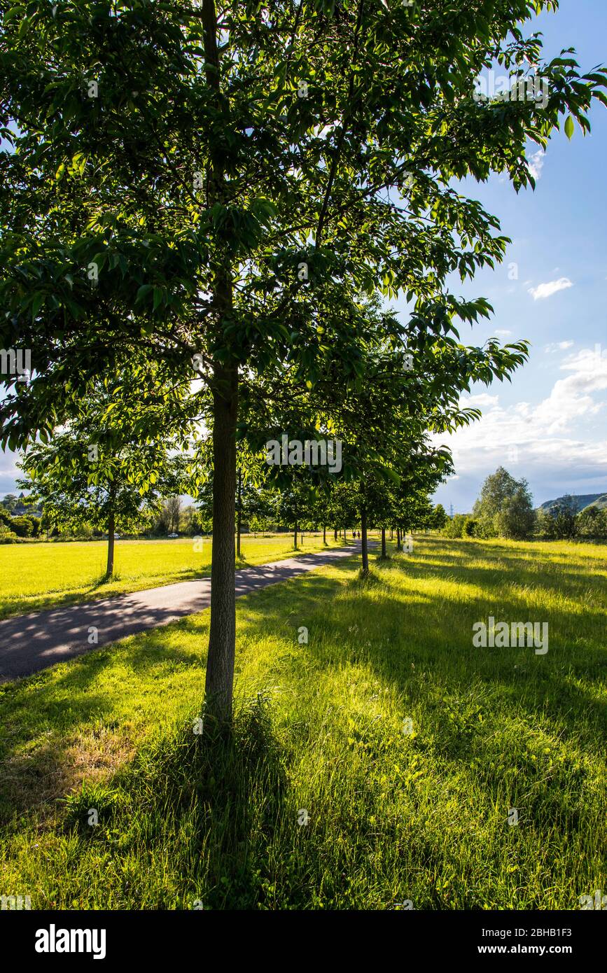 Sunlit alley at the Freizeitsee Triolago in Riol, Germany Stock Photo ...