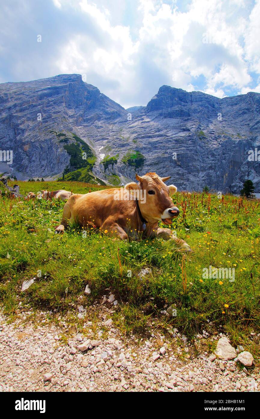 Cow lies in the grass, Germany, Bavaria, Upper Bavaria, Garmisch ...