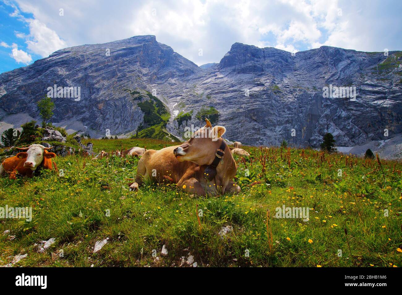 Cows lie in the grass, Germany, Bavaria, Upper Bavaria, Garmisch ...