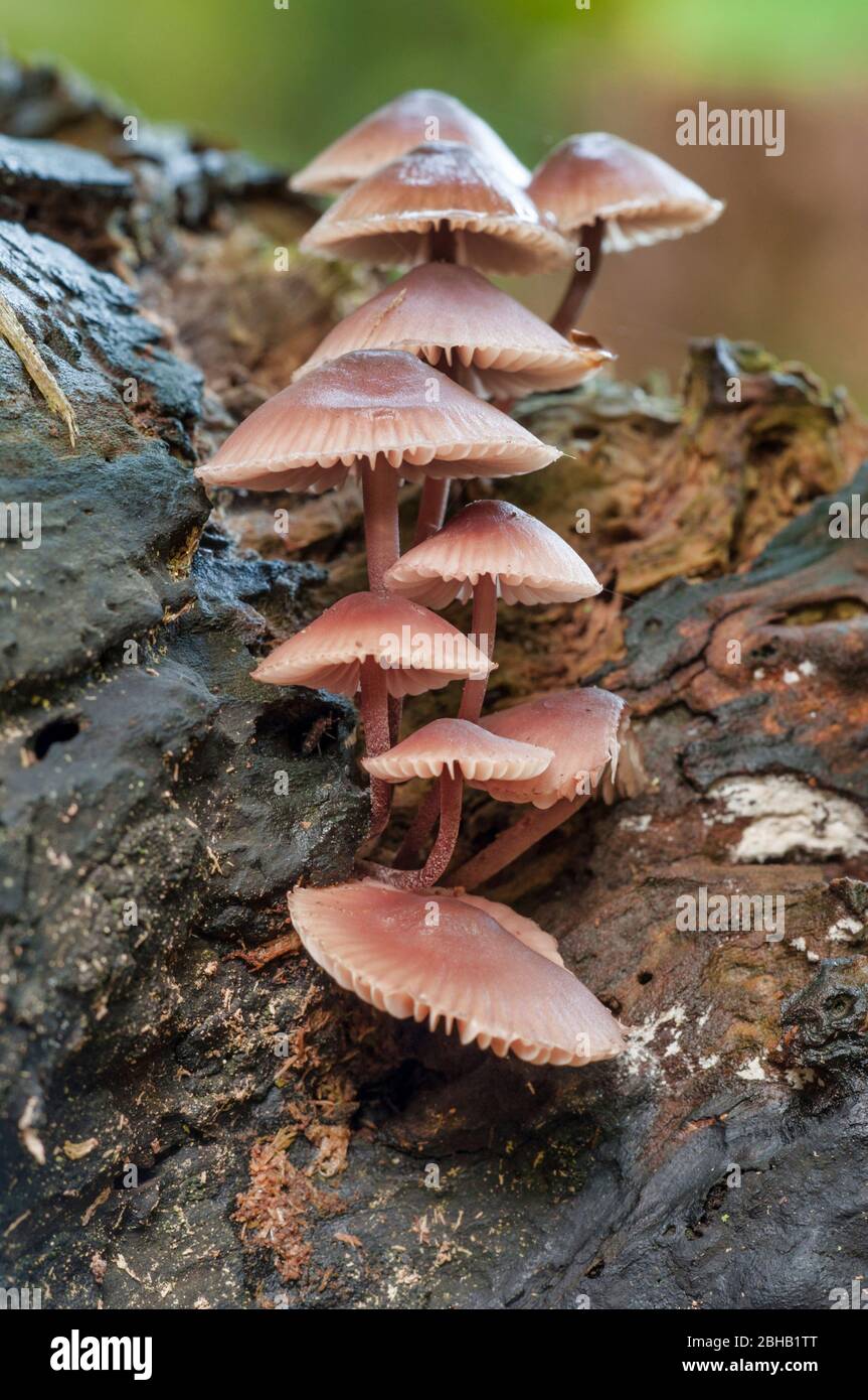 Mycena aetites hi-res stock photography and images - Alamy