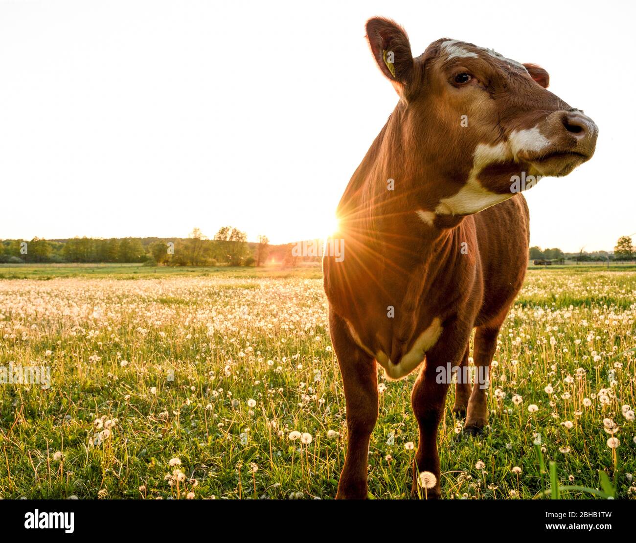 Cow cow portraits hi-res stock photography and images - Alamy