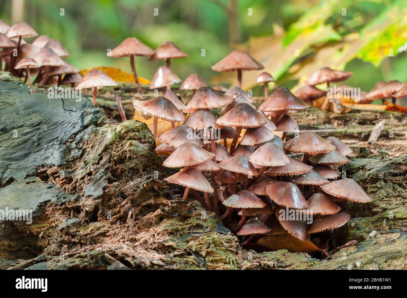 Mycena aetites hi-res stock photography and images - Alamy