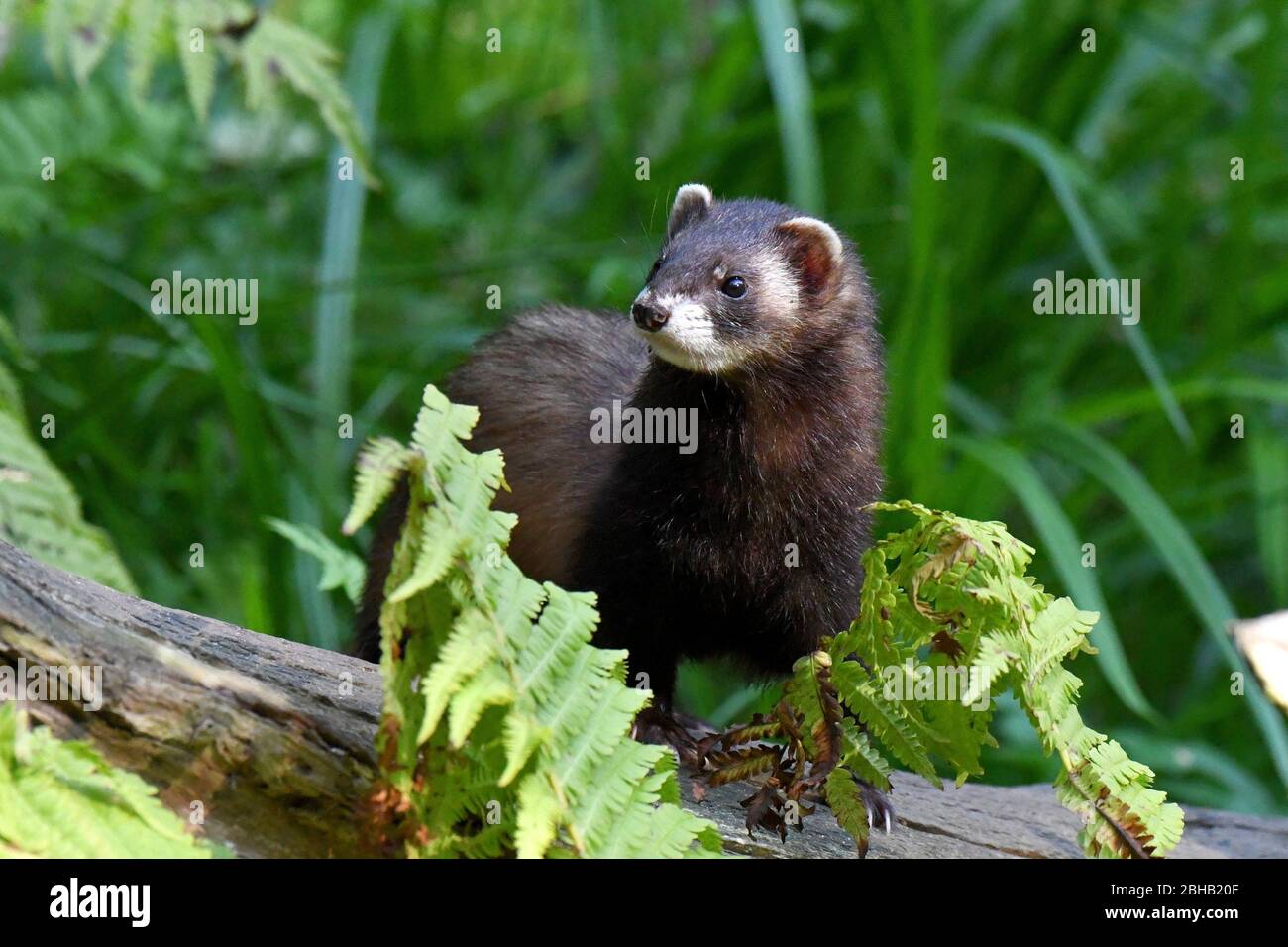 Polecat prey hi-res stock photography and images - Alamy