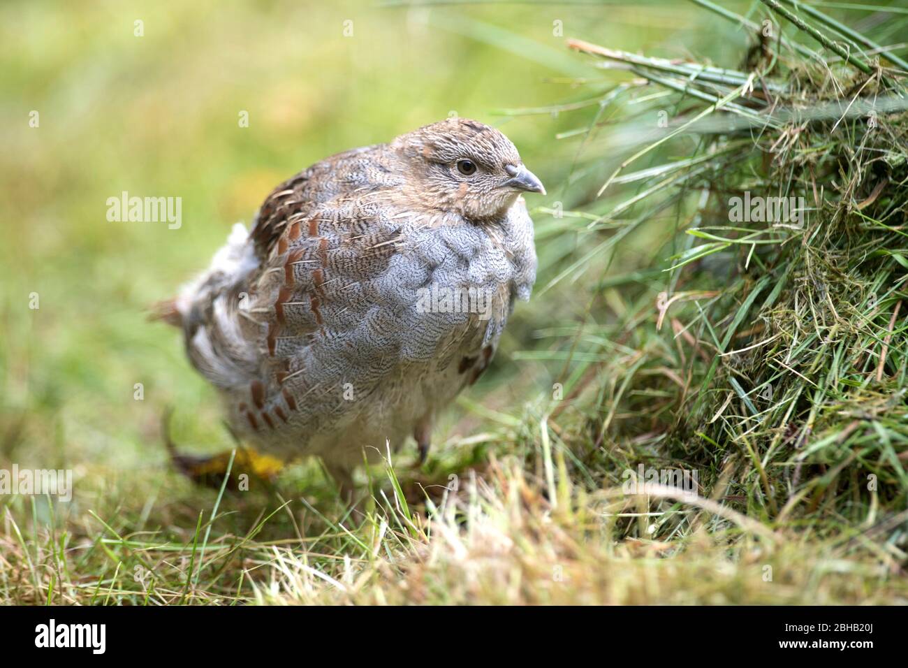 Partridge hen hi-res stock photography and images - Alamy