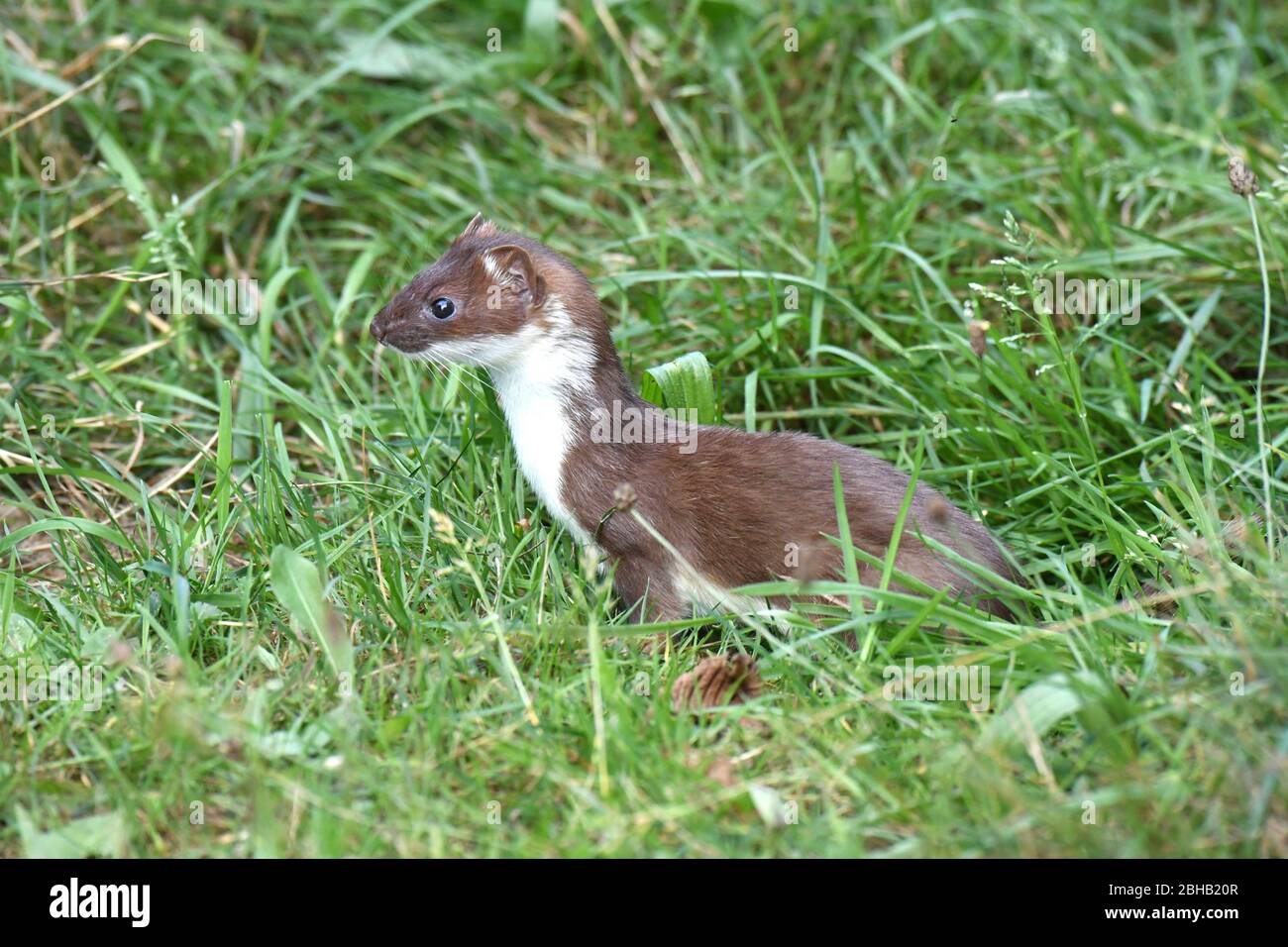Ermine, Big Weasel Stock Photo - Alamy
