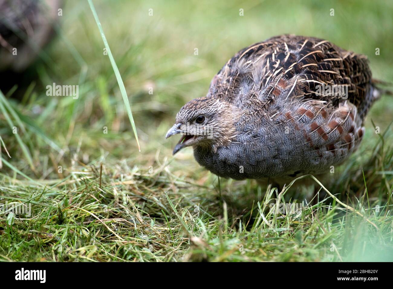 Partridge like bird hi-res stock photography and images - Alamy