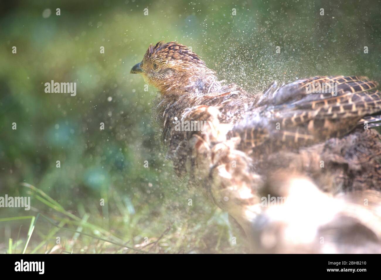 Partridge like bird hi-res stock photography and images - Alamy