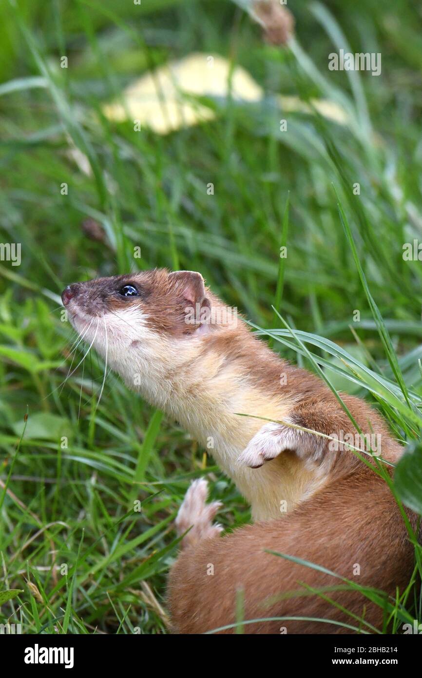 Ermine, Big Weasel Stock Photo - Alamy