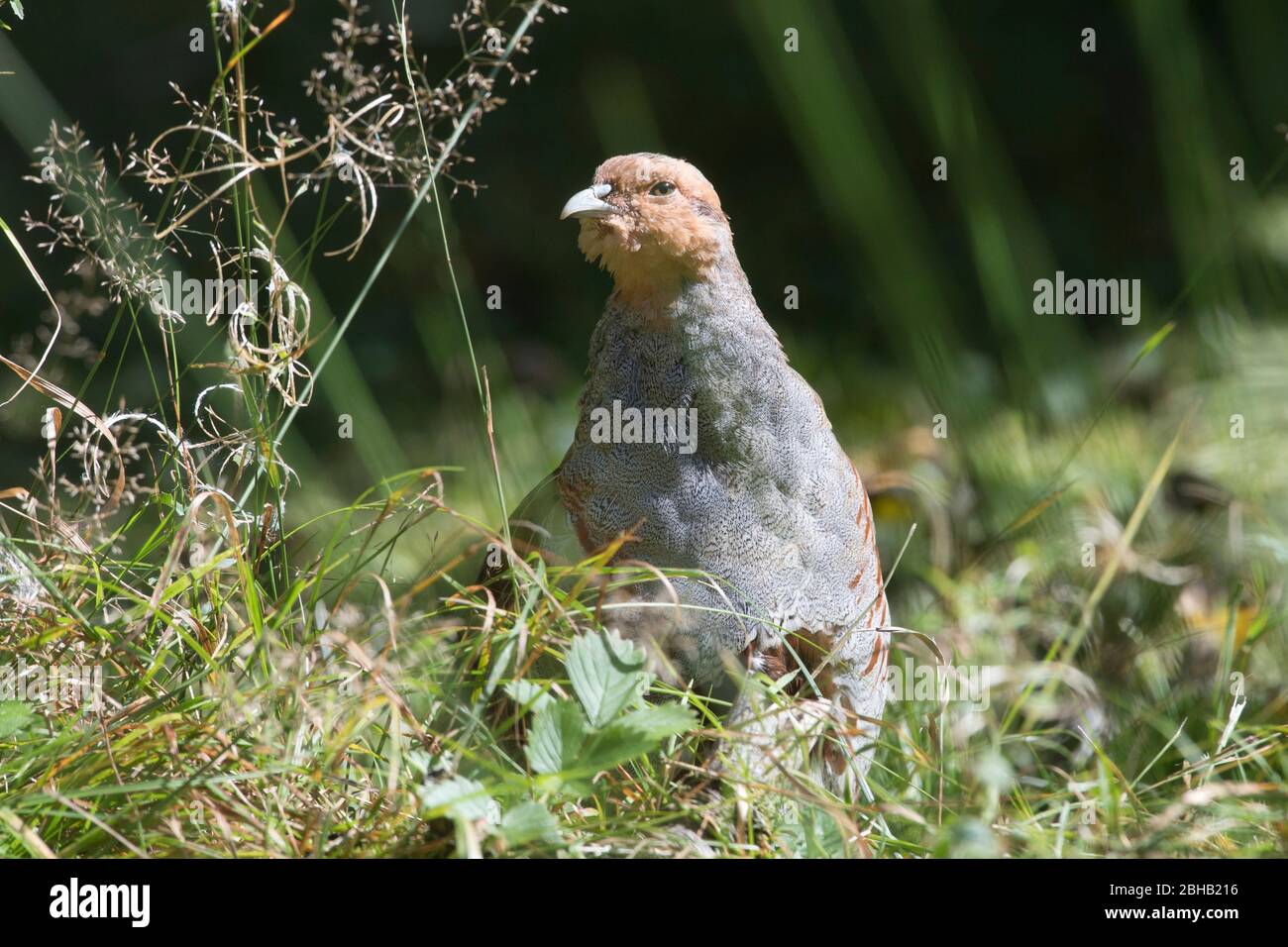 Partridge like bird hi-res stock photography and images - Alamy
