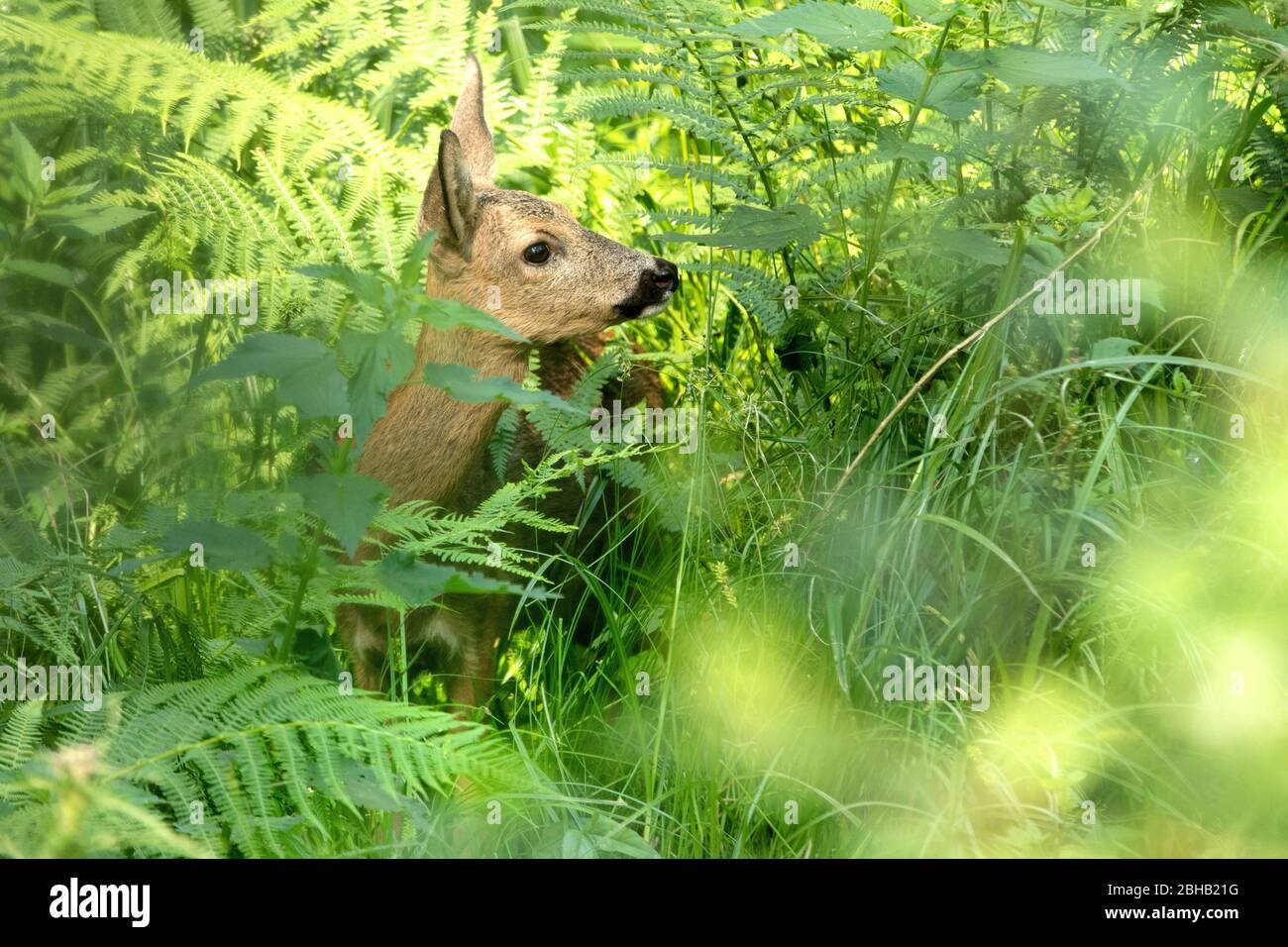 Deer in the forest Stock Photo - Alamy