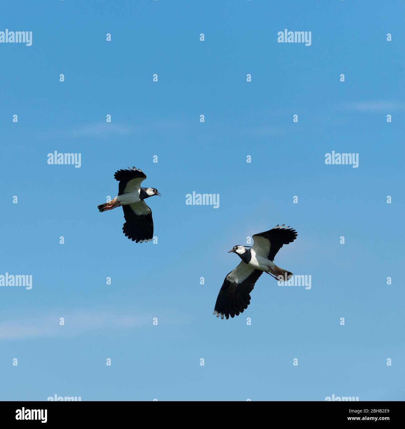 Charadriidae hi-res stock photography and images - Alamy