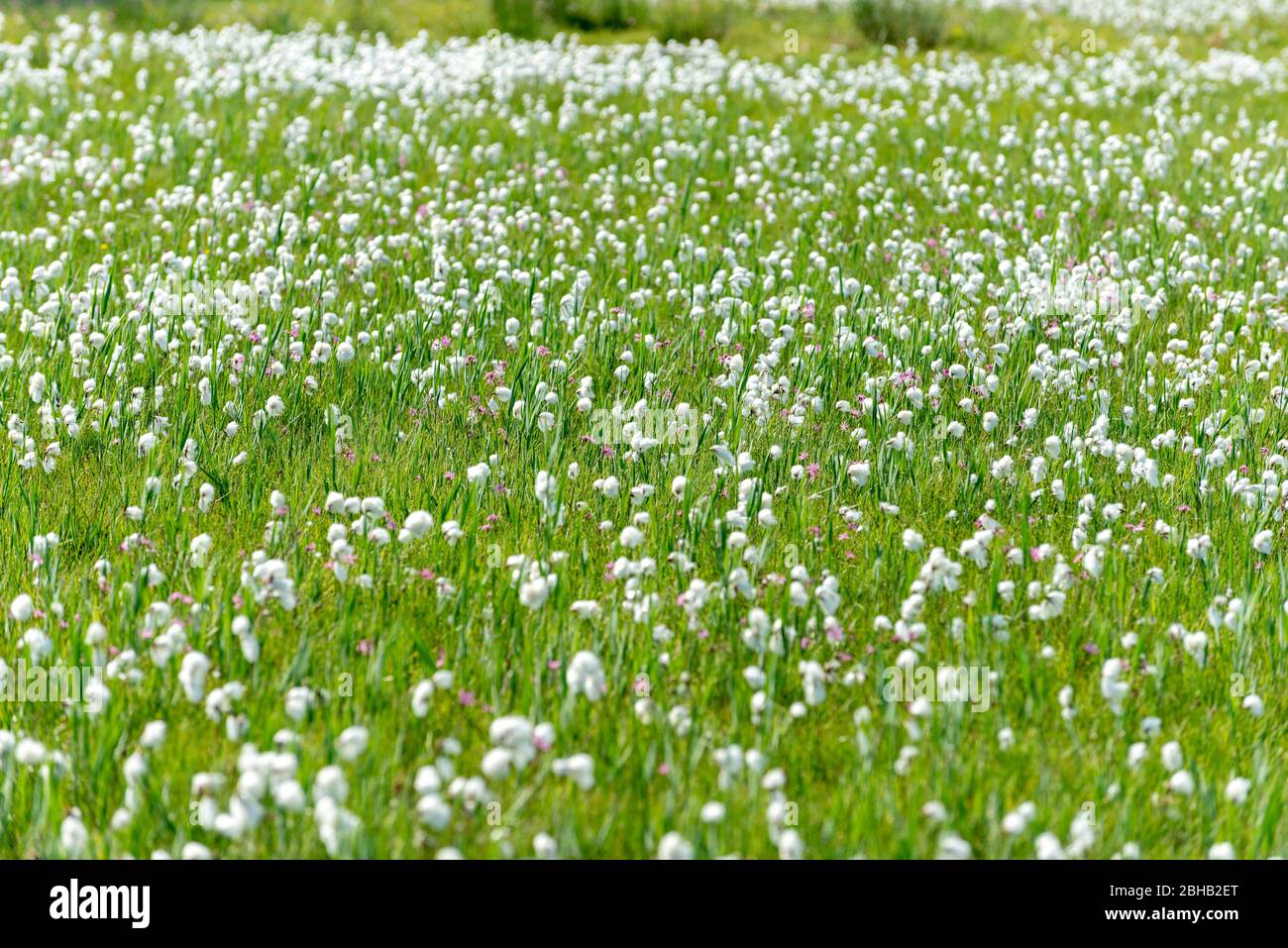 Cottongrass eriophorum of the sour grass family cyperaceae hi-res stock ...