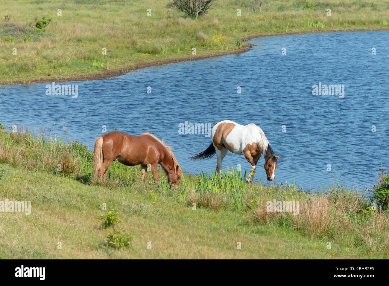 Mammals of denmark hi-res stock photography and images - Alamy