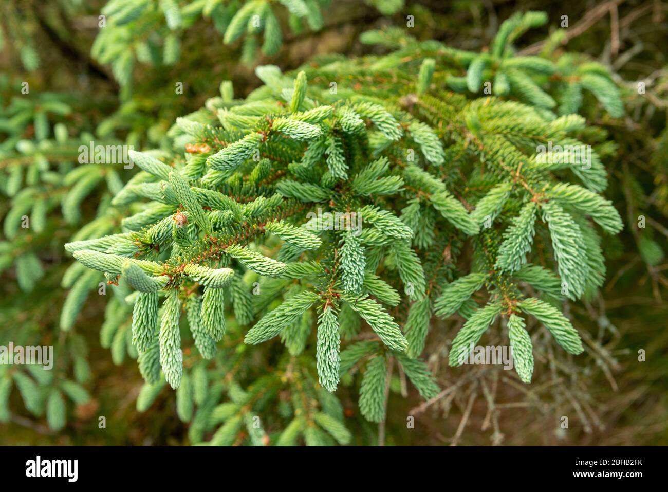 Fir shoots hi-res stock photography and images - Alamy