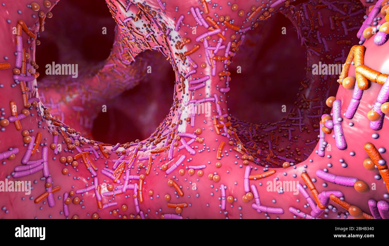 Human digestive system microbiota, 3d illustration Stock Photo - Alamy