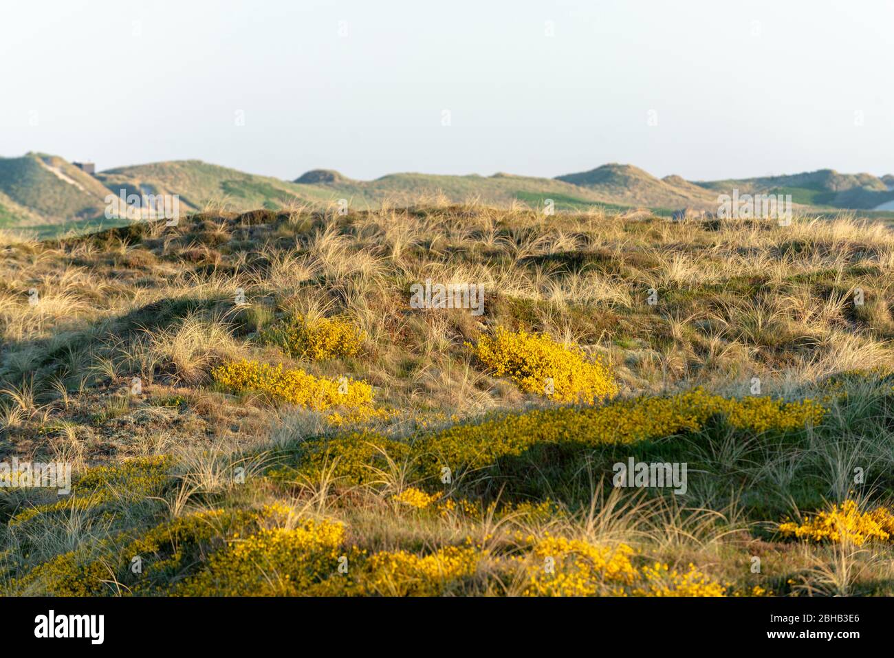 Denmark, Jutland, dune landscape with broom Stock Photo - Alamy