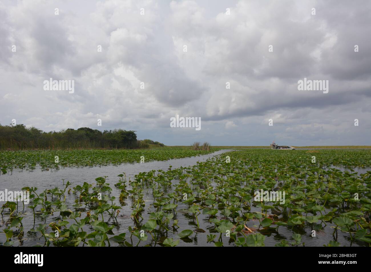 January scene from an airboat tour in Everglades and Francis S. Taylor ...