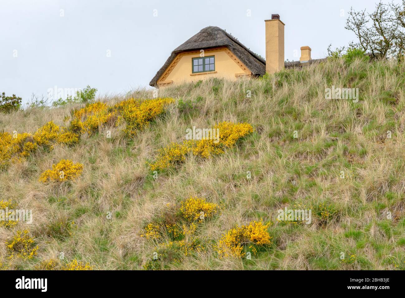 Denmark, Jutland, landscape with horned clover (Lotus Stock Photo - Alamy