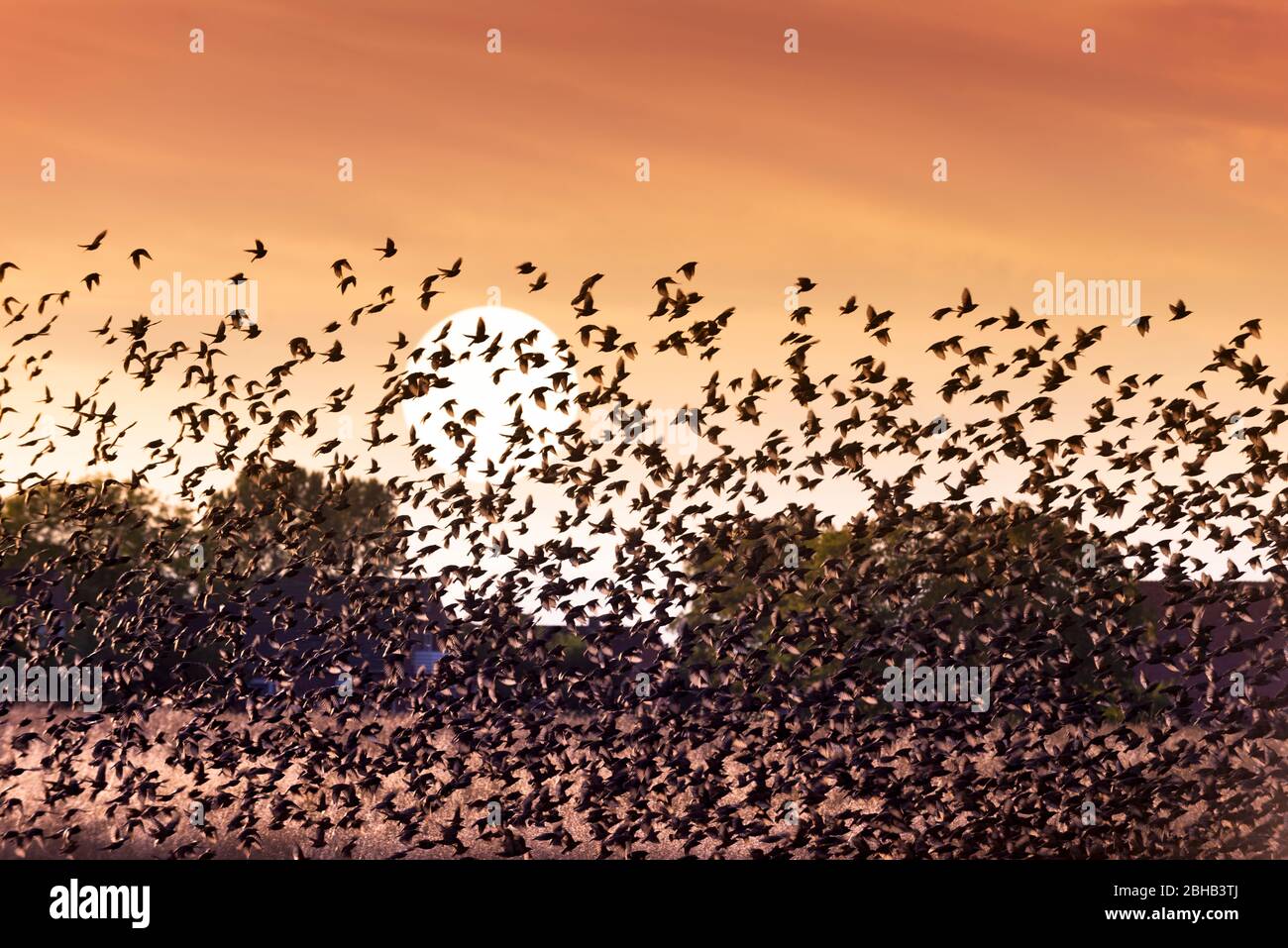 Starlings (Sturnidae), starling swarm in East Frisia Stock Photo - Alamy