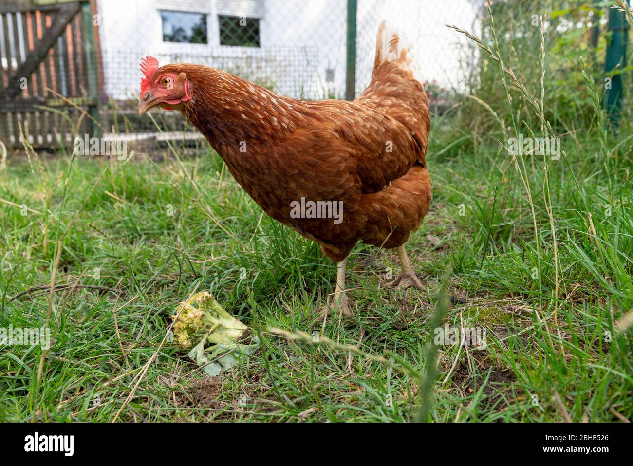 Barn hen (Gallus gallus domesticus), free range Stock Photo - Alamy