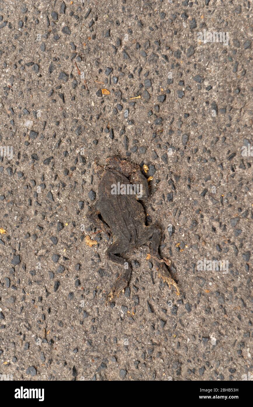 Run over frog hi-res stock photography and images - Alamy
