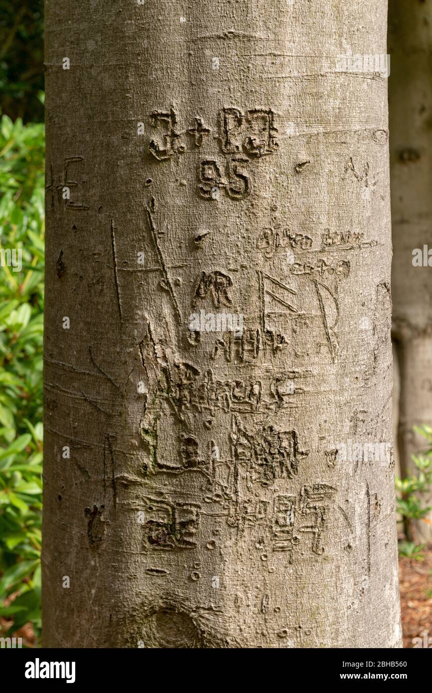 Tree trunk with characters Stock Photo - Alamy