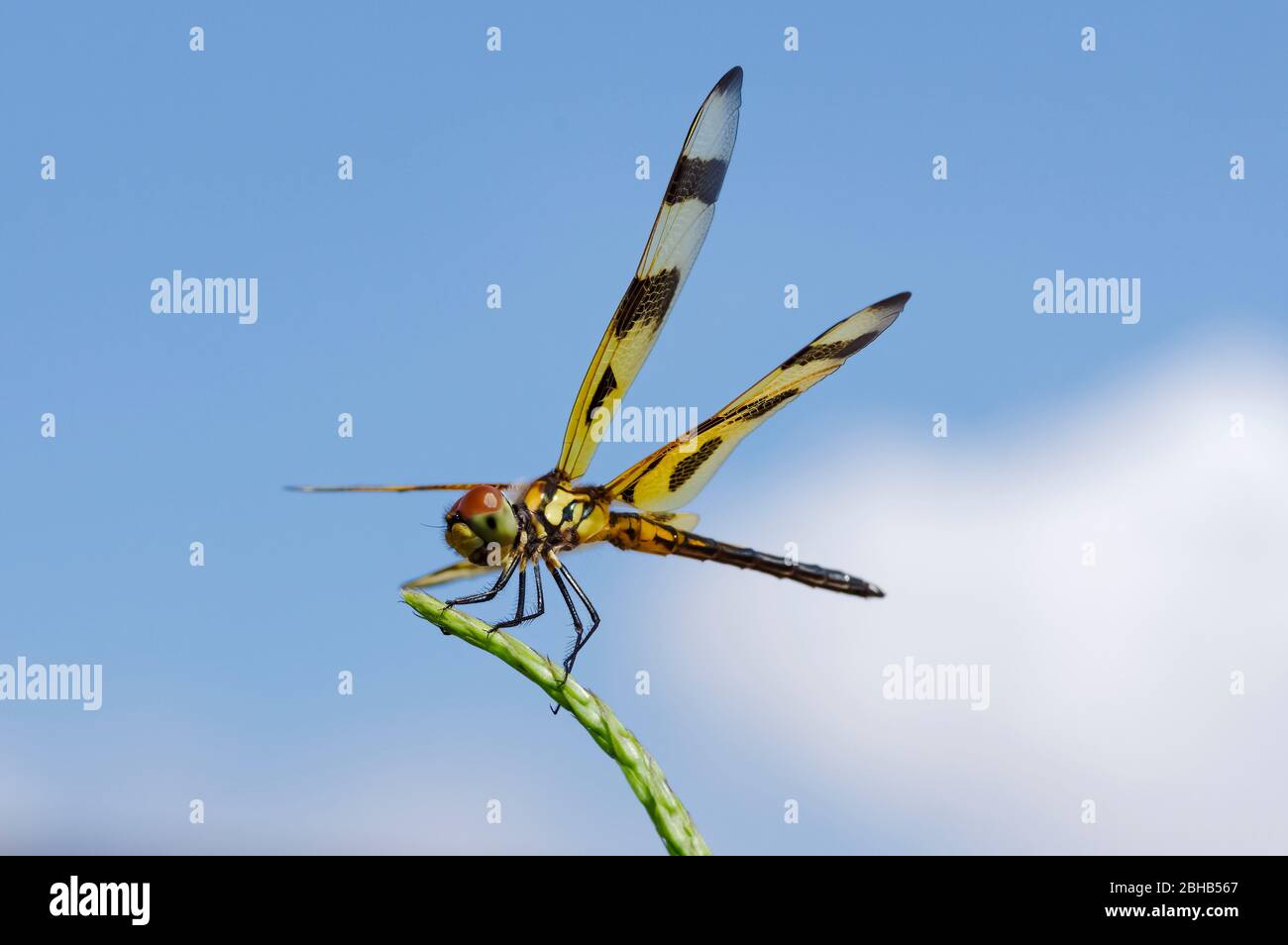 Blue darter hi-res stock photography and images - Alamy