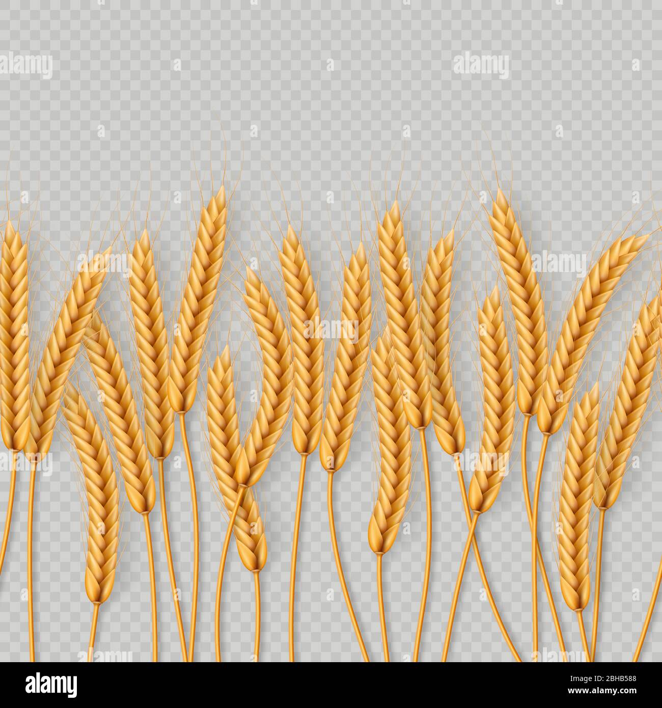 Bunch of wheat ears, dried whole grains seamless realistic illustration ...