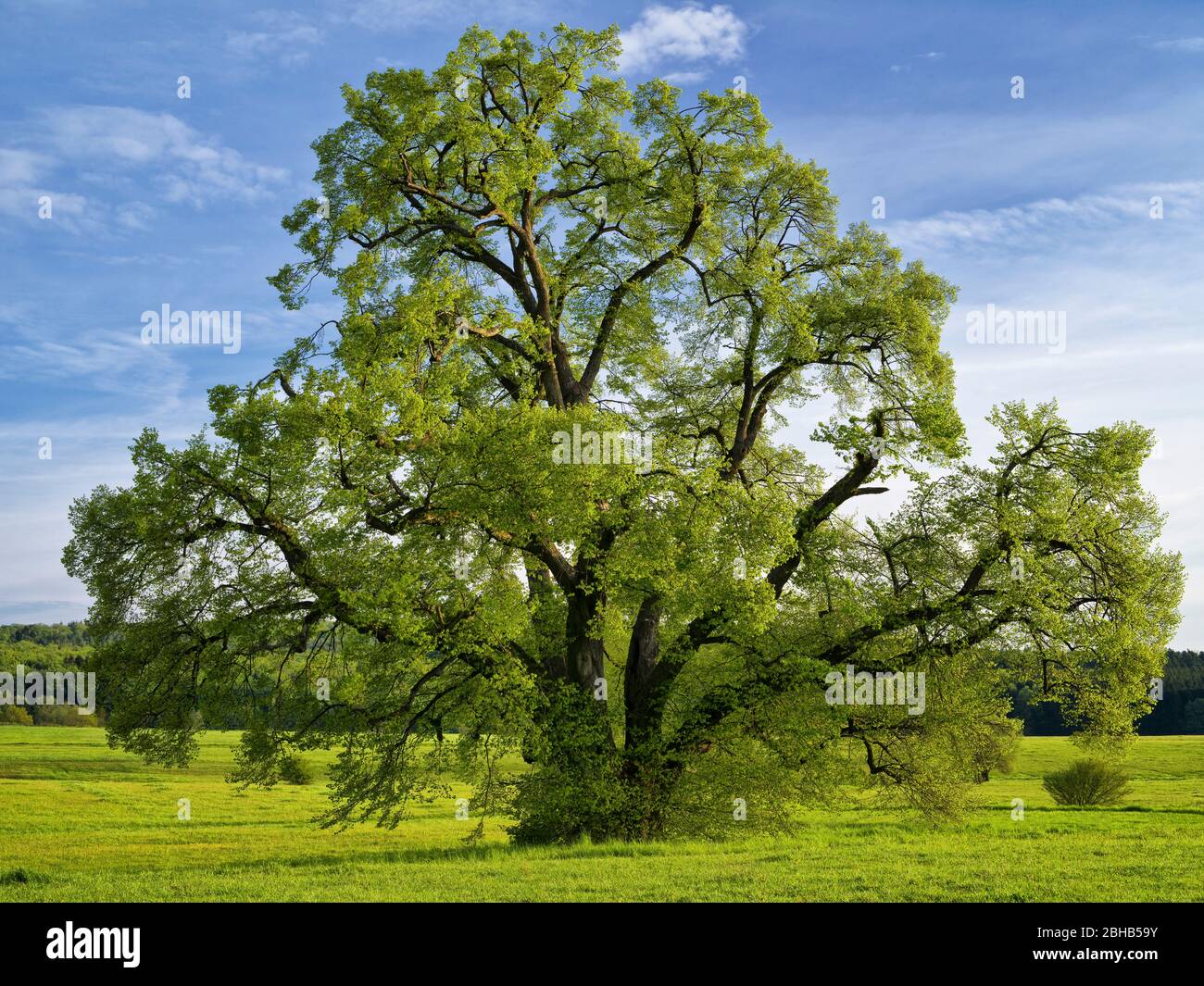The old linden tree of ballersbach natural monument hi-res stock ...