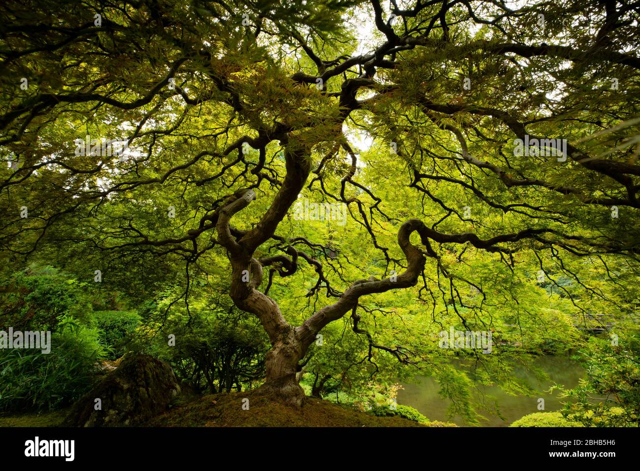 Trees in Japanese Garden, Portland, Oregon, USA Stock Photo - Alamy