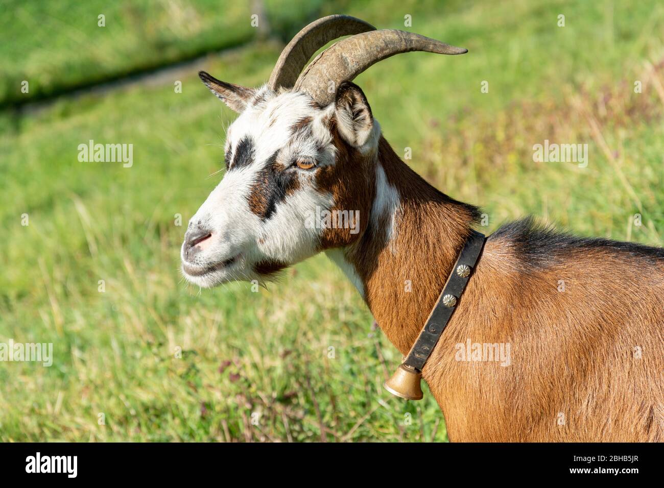 Austria goats hi-res stock photography and images - Alamy