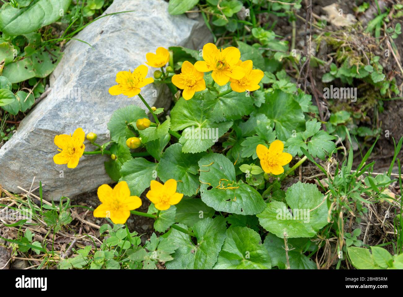 Marsh Marigold (Caltha palustris), also Marsh Marigold Stock Photo - Alamy