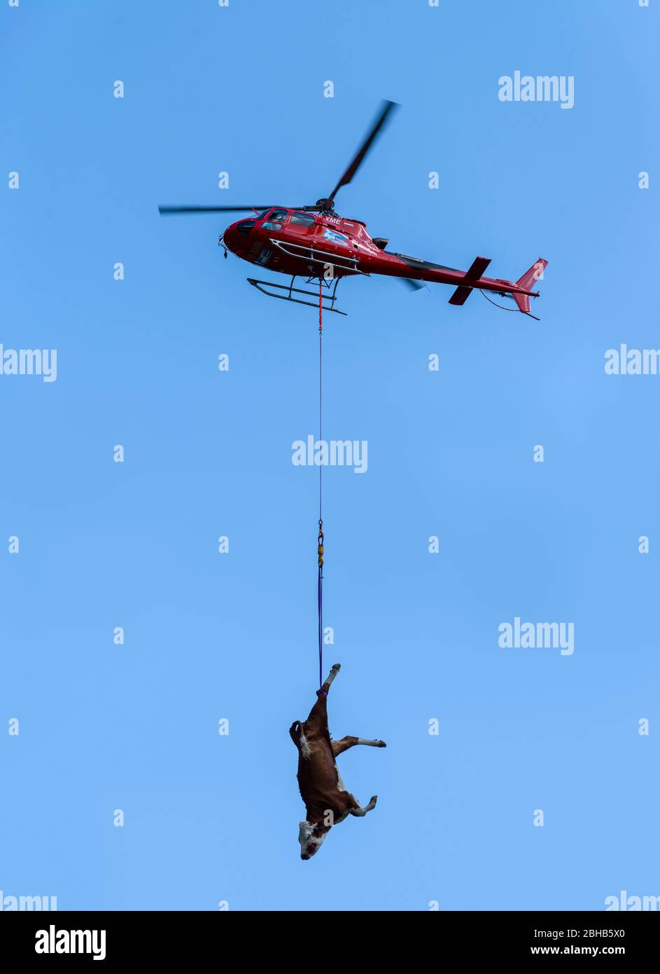 Austria, Saalbach-Hinterglemm, accidental cow is recovered by ...