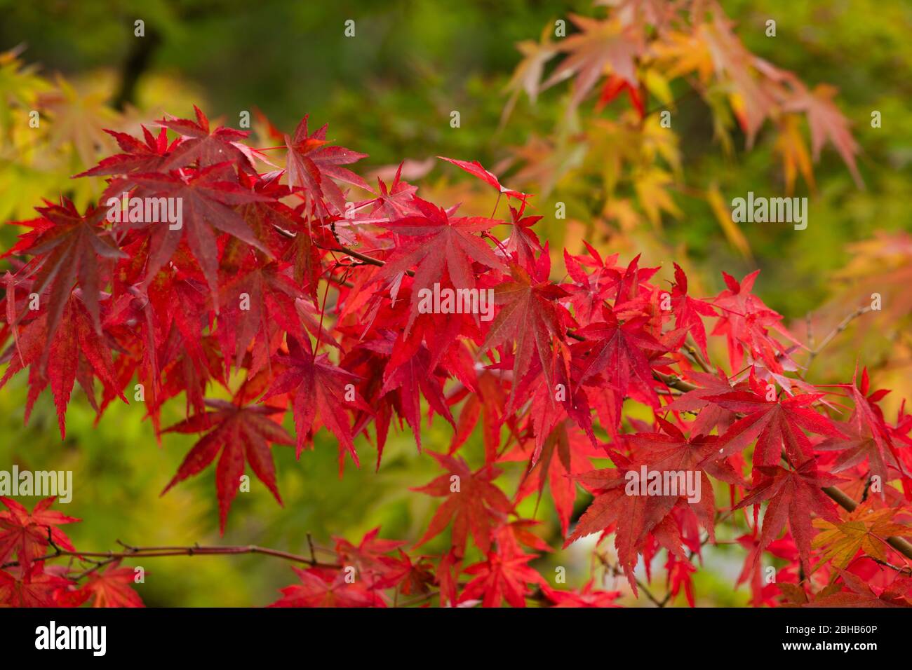 Oregon maple hi-res stock photography and images - Alamy