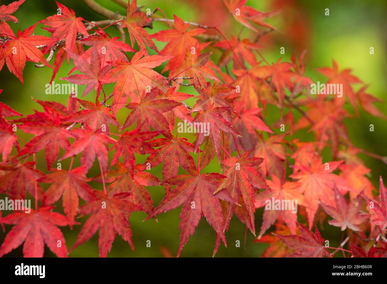 Chinese maple tree hi-res stock photography and images - Alamy