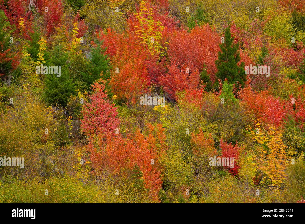 Usa oregon forest scenic hi-res stock photography and images - Alamy