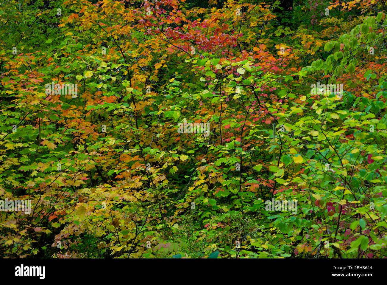 Close-up of vegetation, Portland, Oregon, USA Stock Photo - Alamy