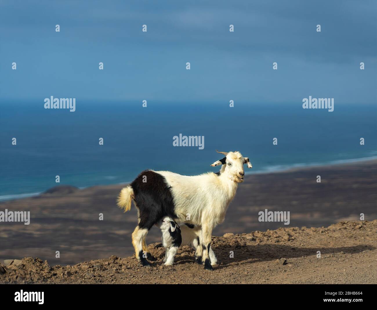 Dead mountain goat hi-res stock photography and images - Alamy