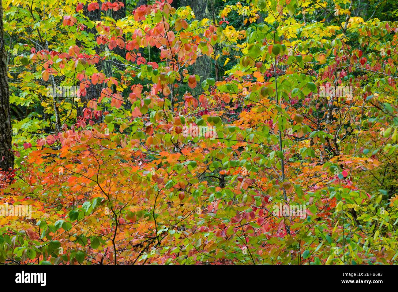 Portland, oregon forest park hi-res stock photography and images - Alamy