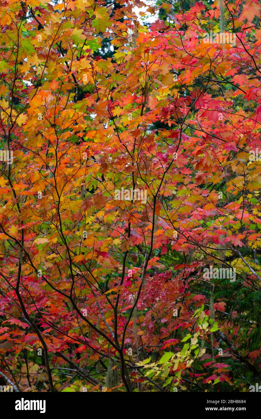 Autumn usa tree leaves hi-res stock photography and images - Alamy
