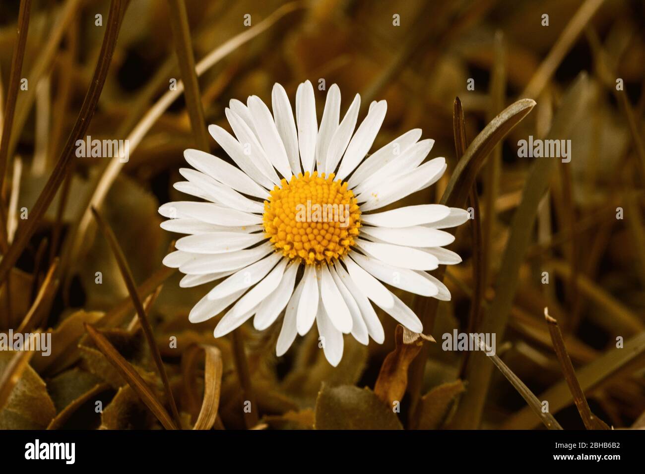 White daisy green center hi-res stock photography and images - Alamy