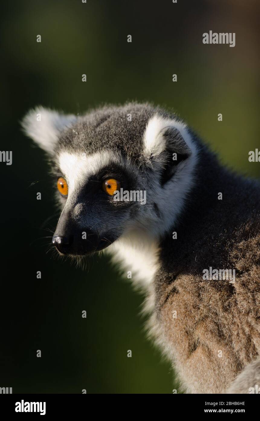 Madagascar wild hi-res stock photography and images - Alamy