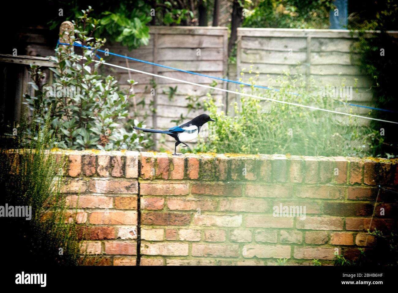 Birds of London Stock Photo - Alamy