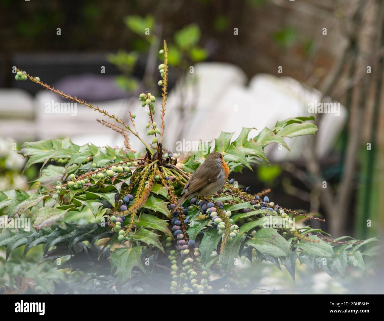 Birds of London Stock Photo - Alamy