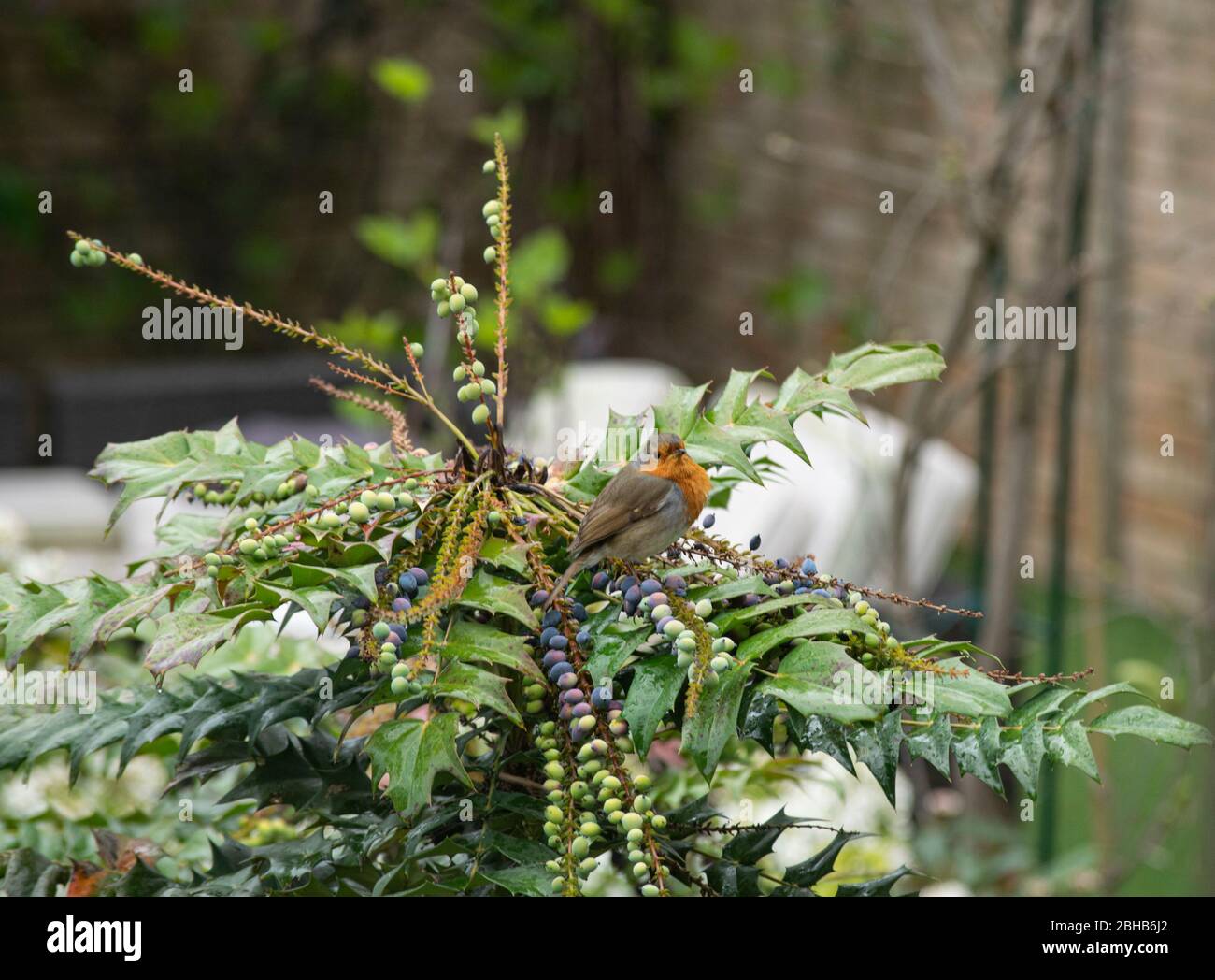 Birds of London Stock Photo - Alamy