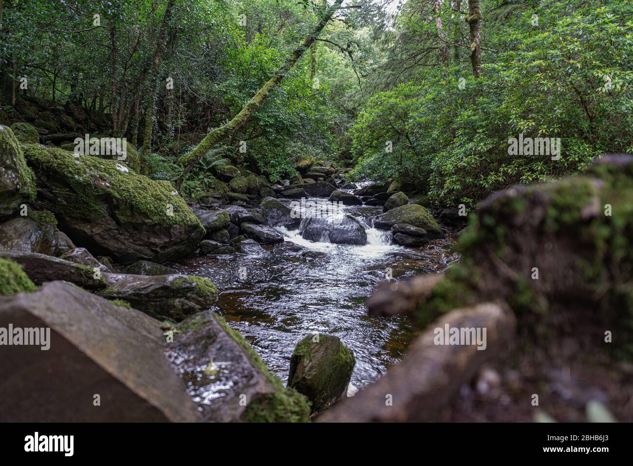 Irish forest hi-res stock photography and images - Alamy