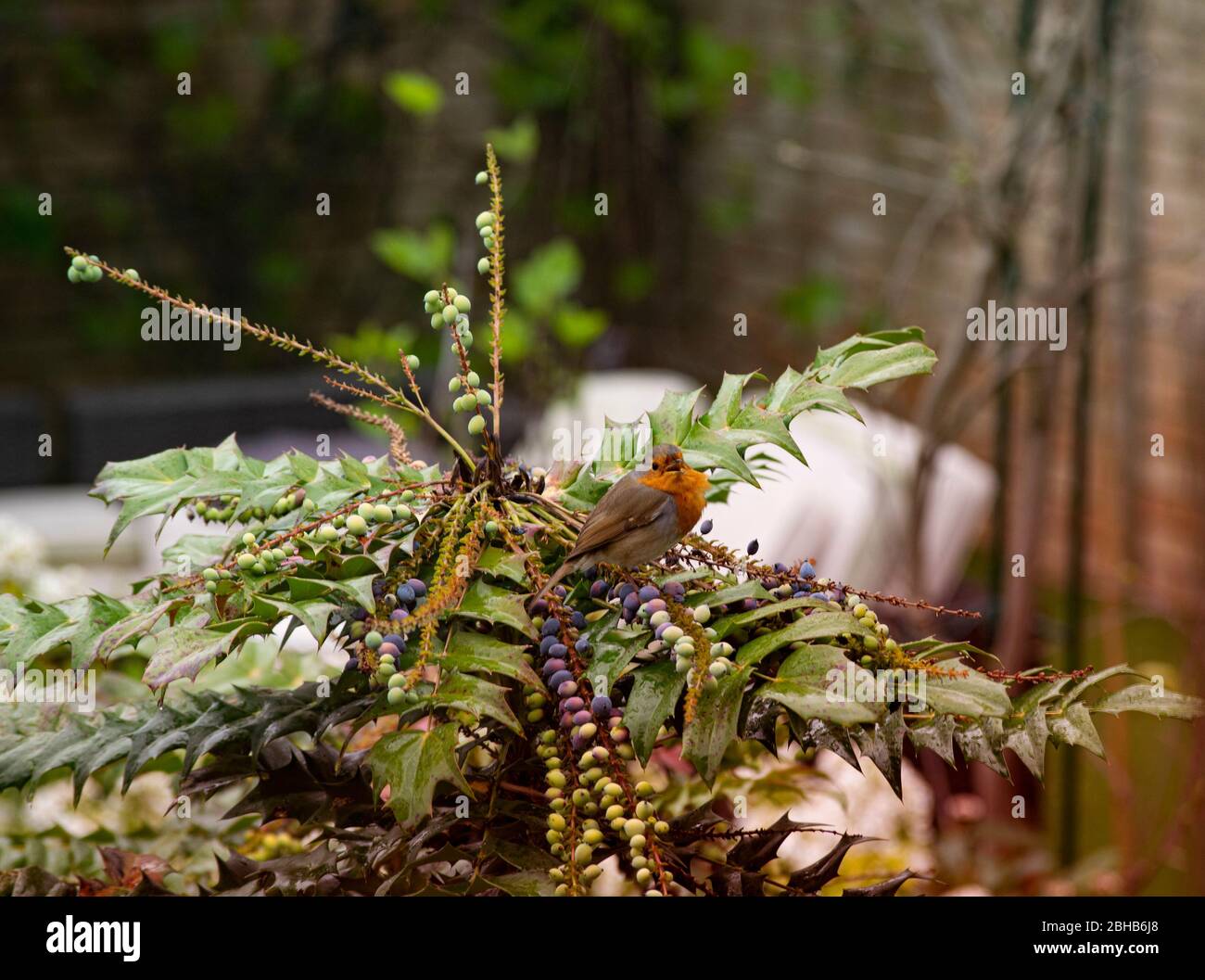 Birds of London Stock Photo - Alamy