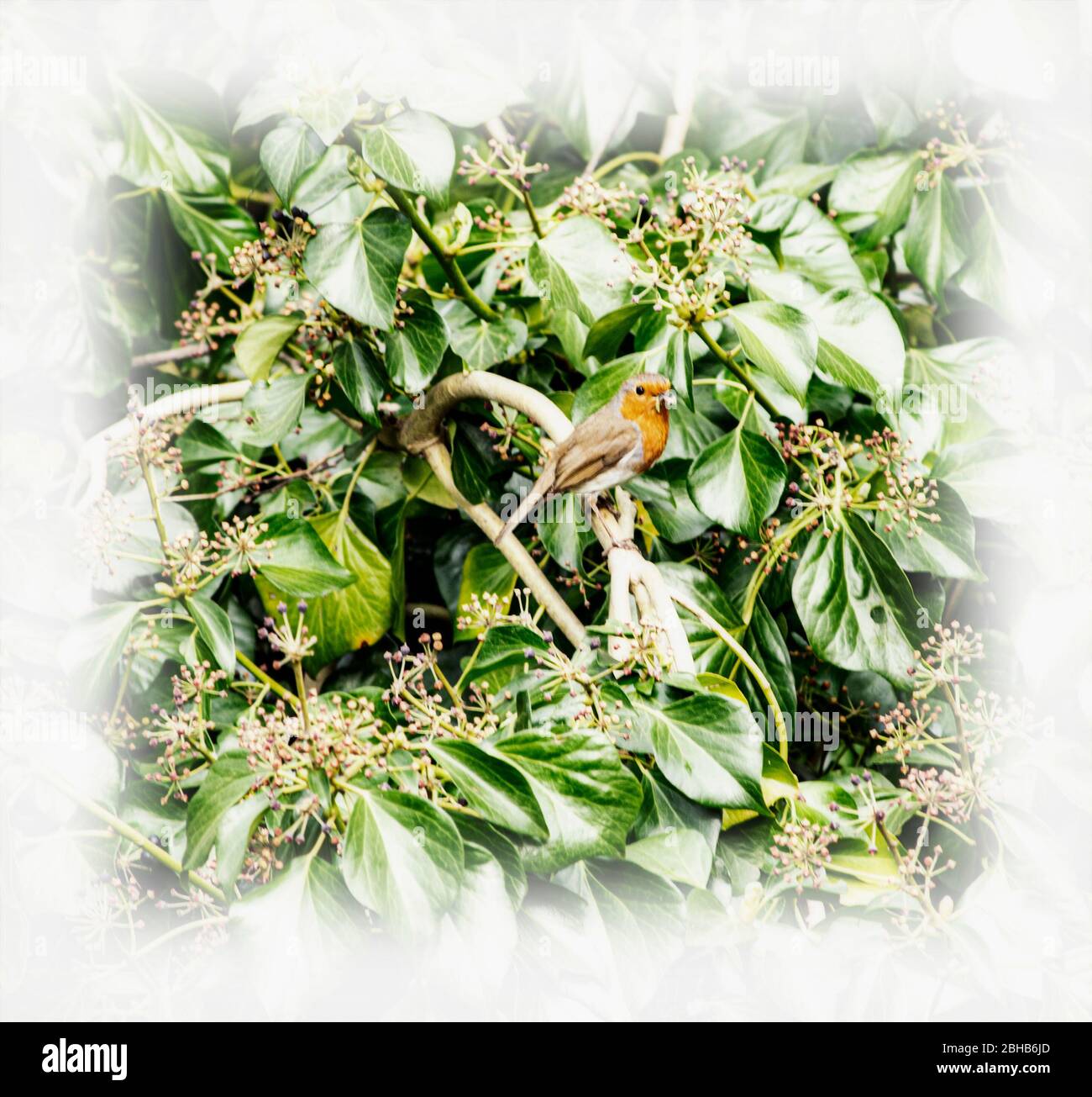 Birds of London Stock Photo - Alamy